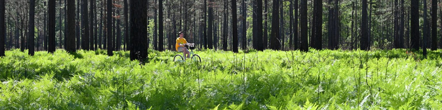 Scenic Byway - The Village Group : The Village Group